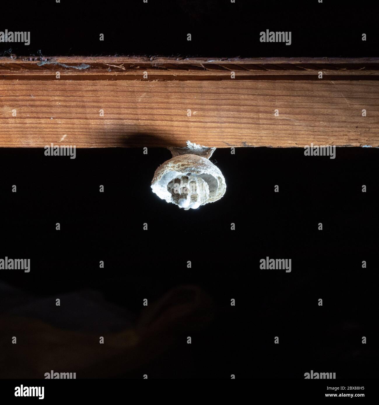 Settlement cell hi-res stock photography and images - Alamy