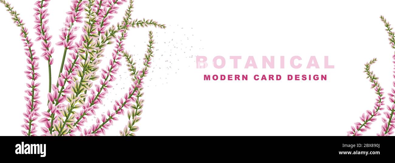 Lavender botanical flower illustration. Purple natural wide background ...