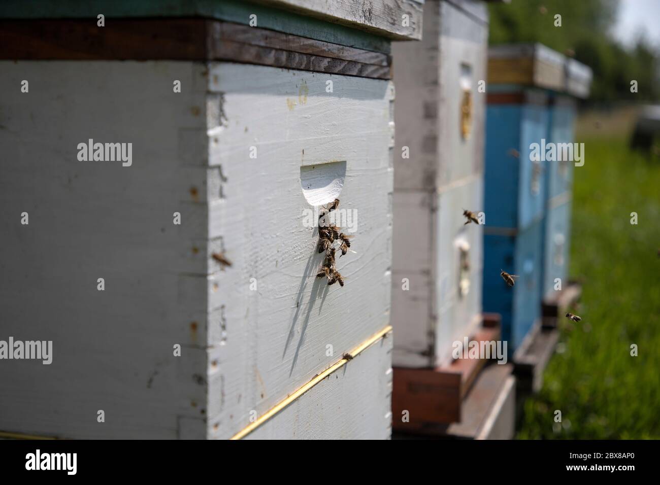 Close-up of honeybees (Apis mellifera) entering hive Stock Photo - Alamy