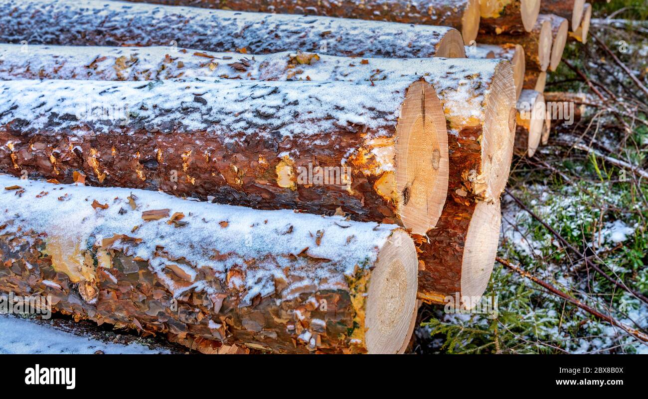 Lumber pine timber trunks hi-res stock photography and images - Alamy
