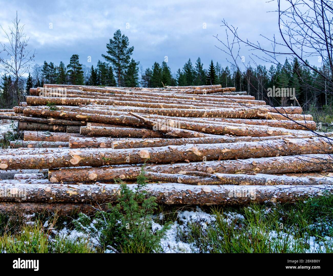Side view of commercial timber, pine tree logs after clear cut of ...