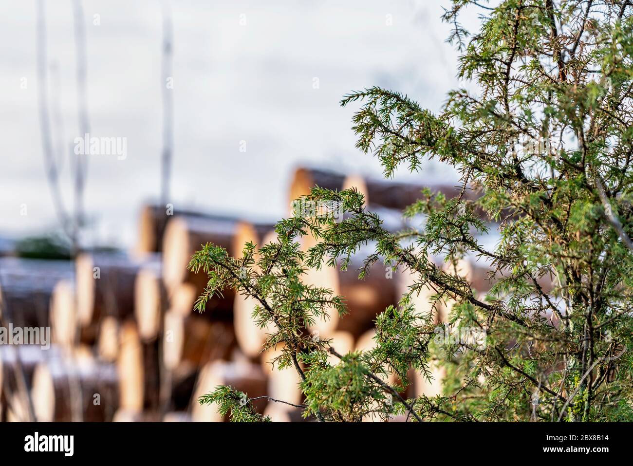 Deforestation tree hi-res stock photography and images - Alamy
