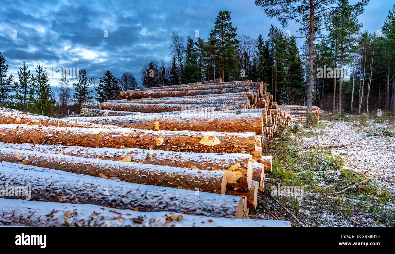 Side view of commercial timber, pine tree logs after clear cut of ...