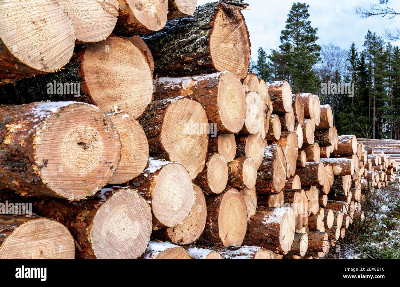 Close side view of pile of pine tree logs after clear cut of forest in ...
