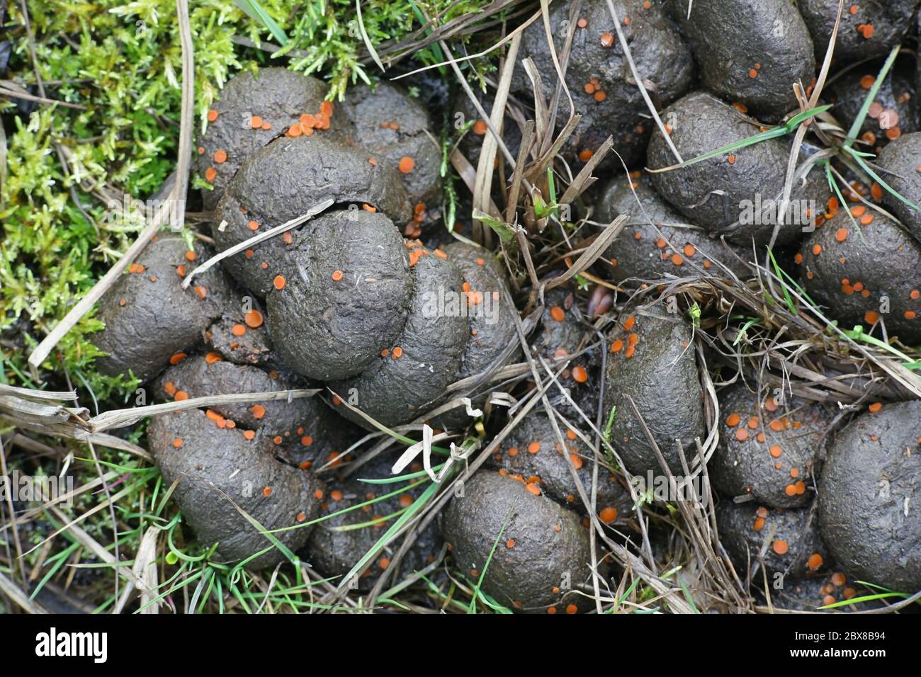 Moose droppings hi-res stock photography and images - Alamy
