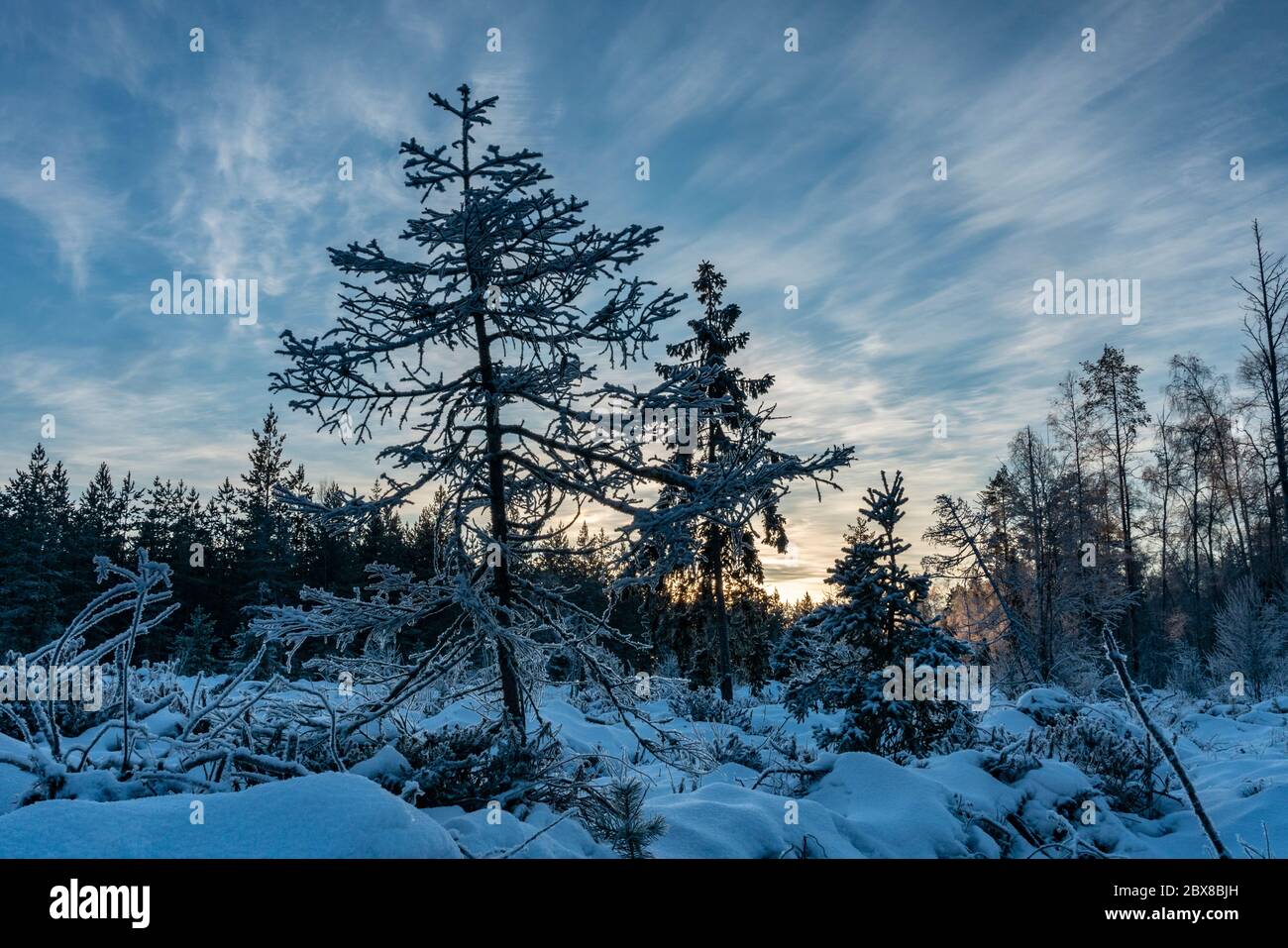 Time when Sunset is almost over at winter forest: old cutting and new ...