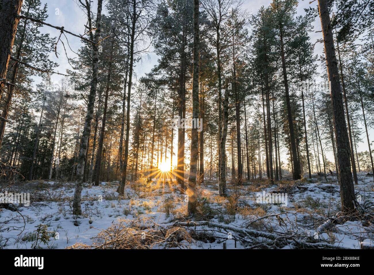 Magic sunset at winter forest: fresh soft white snow. Sun goes down ...