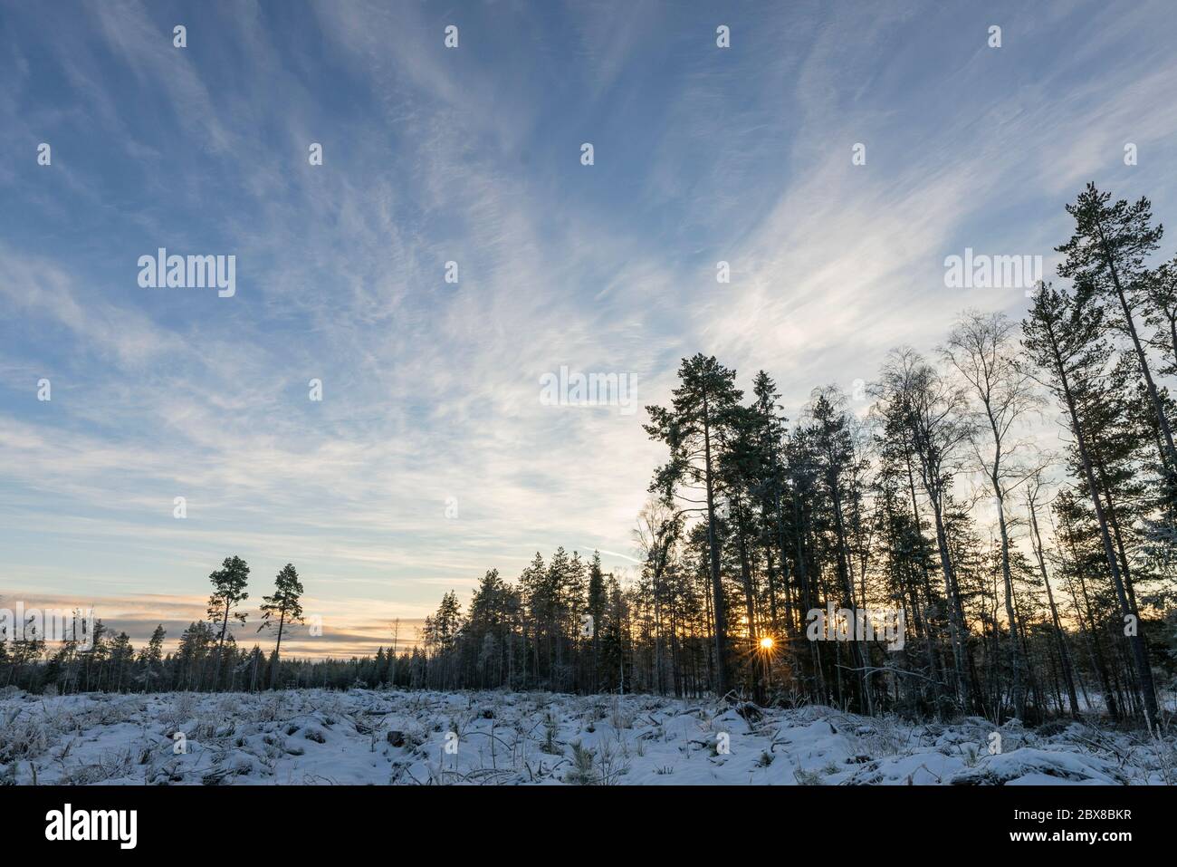 Time when Sunset is almost over at winter forest: old cutting and new ...