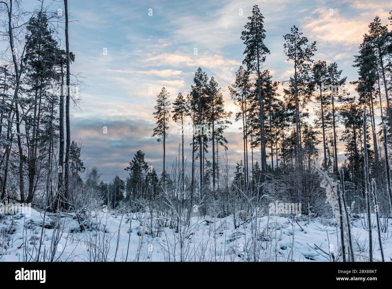 Time when Sunset is almost over at winter forest: old cutting and new ...