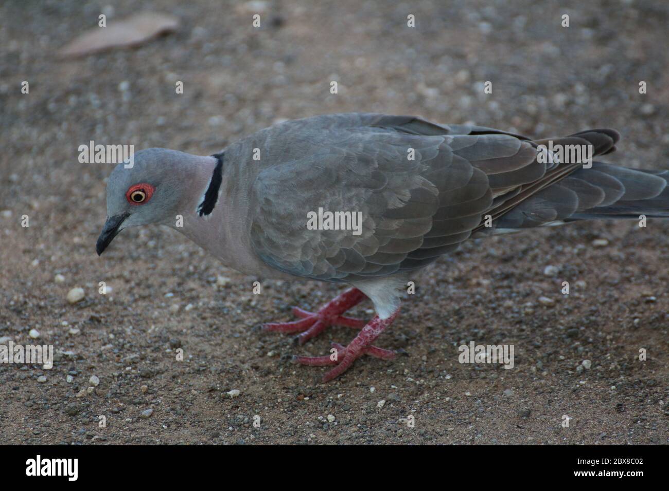 African Mourning Dove Stock Photo - Alamy