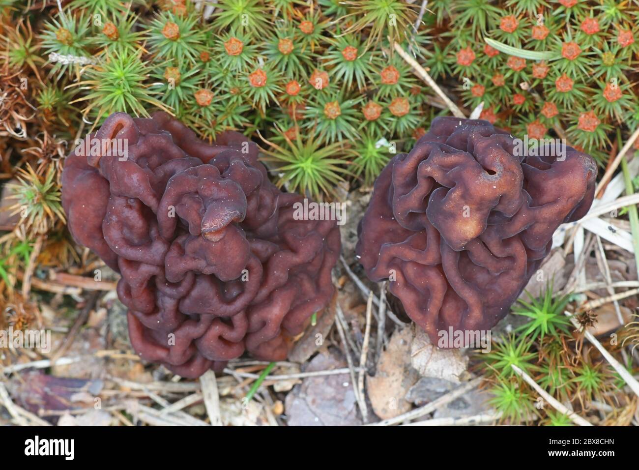 Gyromitra esculenta, known as the False Morel, deadly poisonous fungus ...