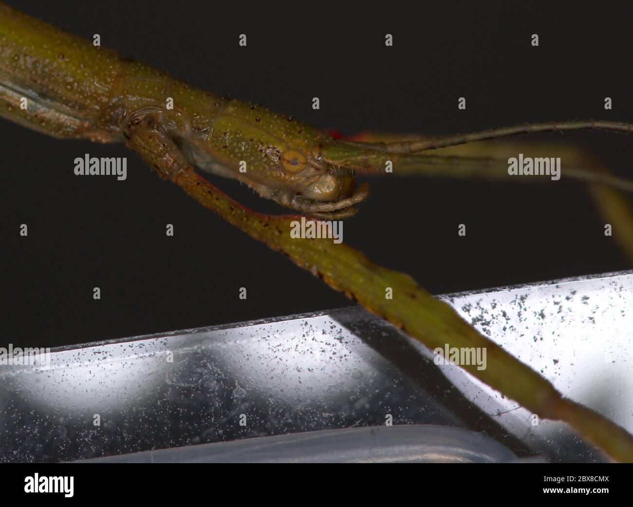 Indian stick hi-res stock photography and images - Alamy