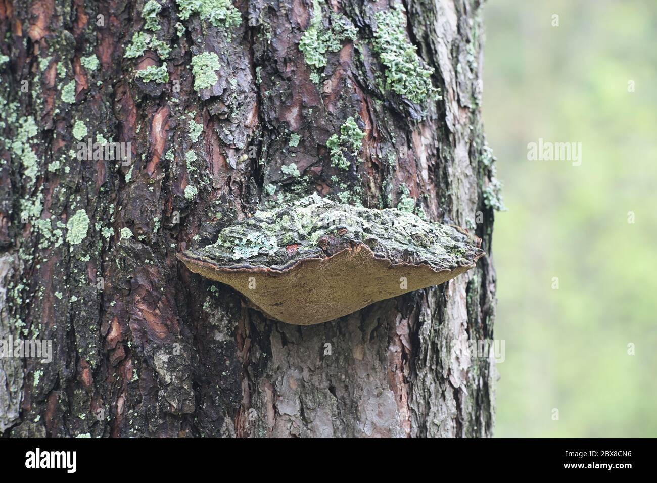 Phellinus pini (syn. Porodaedalea pini), the pine bracket, a fungal plant pathogen that causes ...