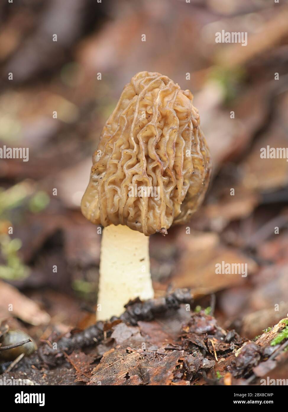 Verpa bohemica, known as the early morel, early false morel) or the ...