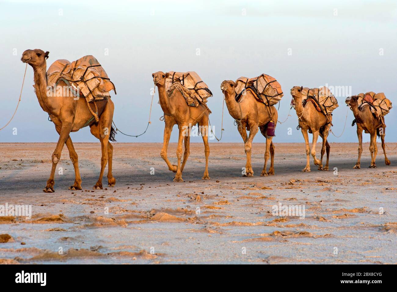 Dromedary caravan carrying salt (halite) slabs over Lake Assale ...