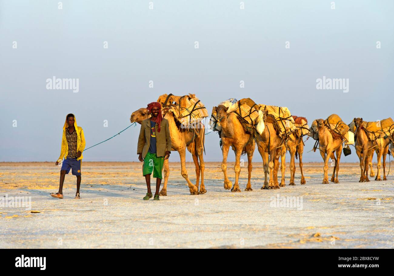 Men of the Afar nomads lead a dromedary caravan loaded with rock salt ...