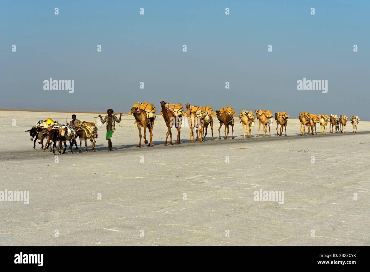 A dromedary caravan transports salt slabes over Assale salt lake ...