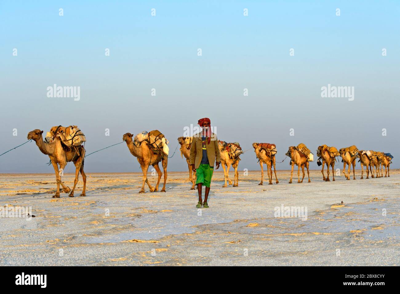Men of the Afar nomads lead a dromedary caravan loaded with rock salt ...