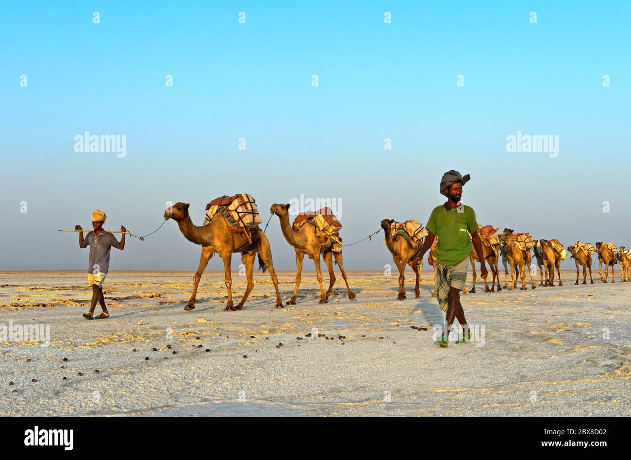 Men of the Afar nomads lead a dromedary caravan loaded with rock salt ...