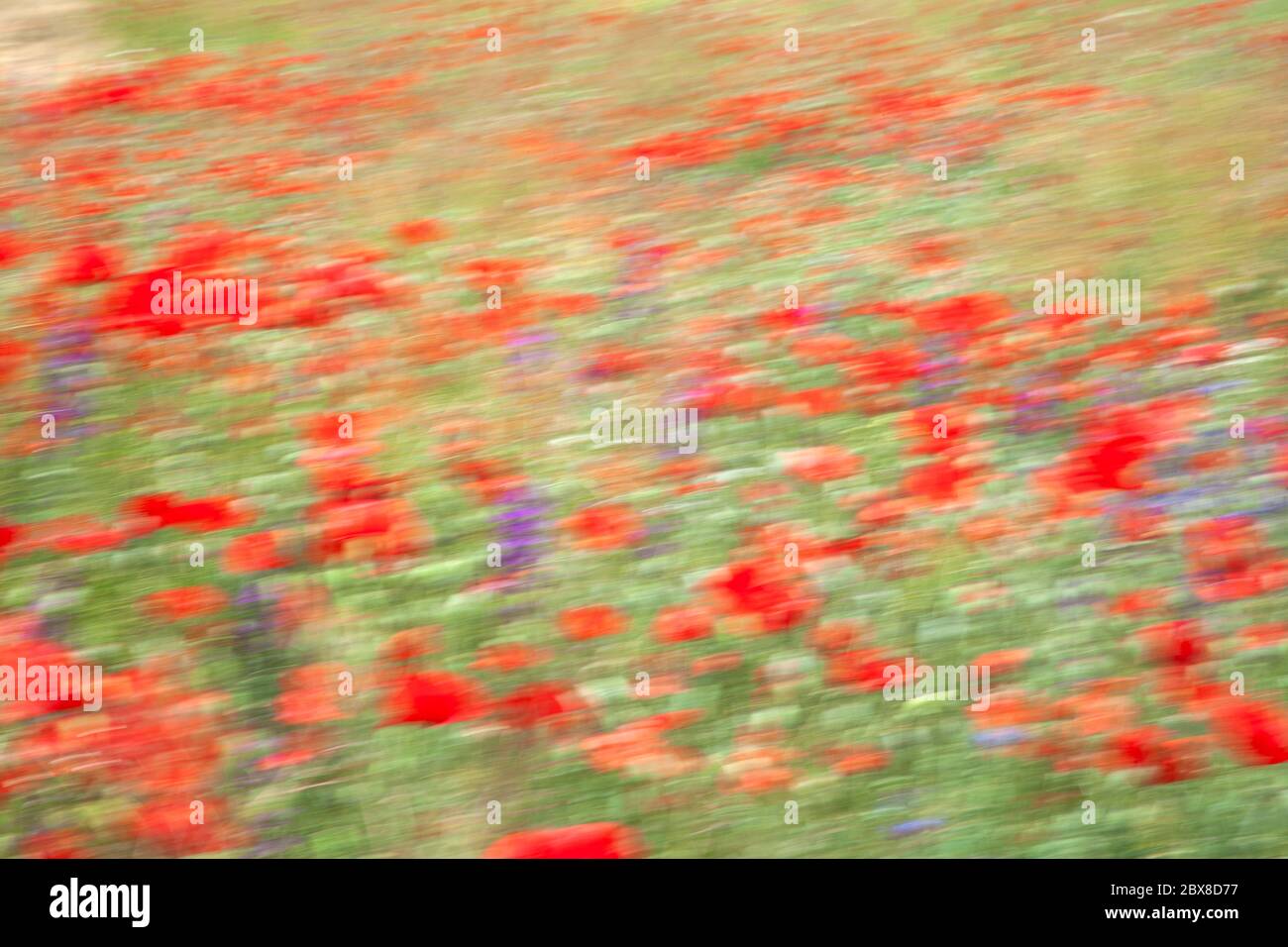 Flowering landscape in spring. Beautiful nature Stock Photo - Alamy