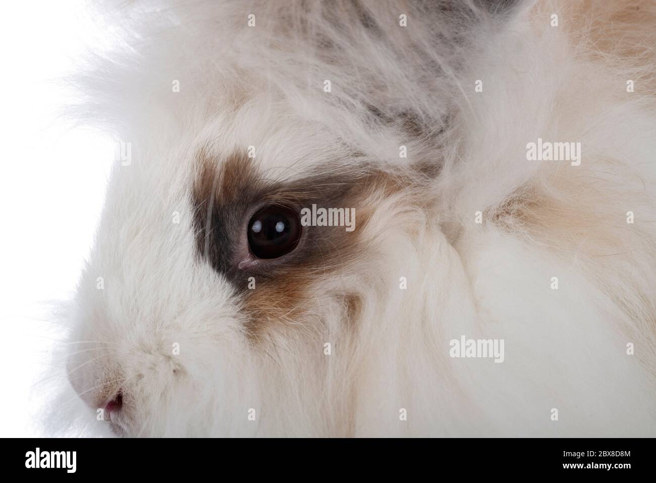 English Angora in front of white background Stock Photo - Alamy