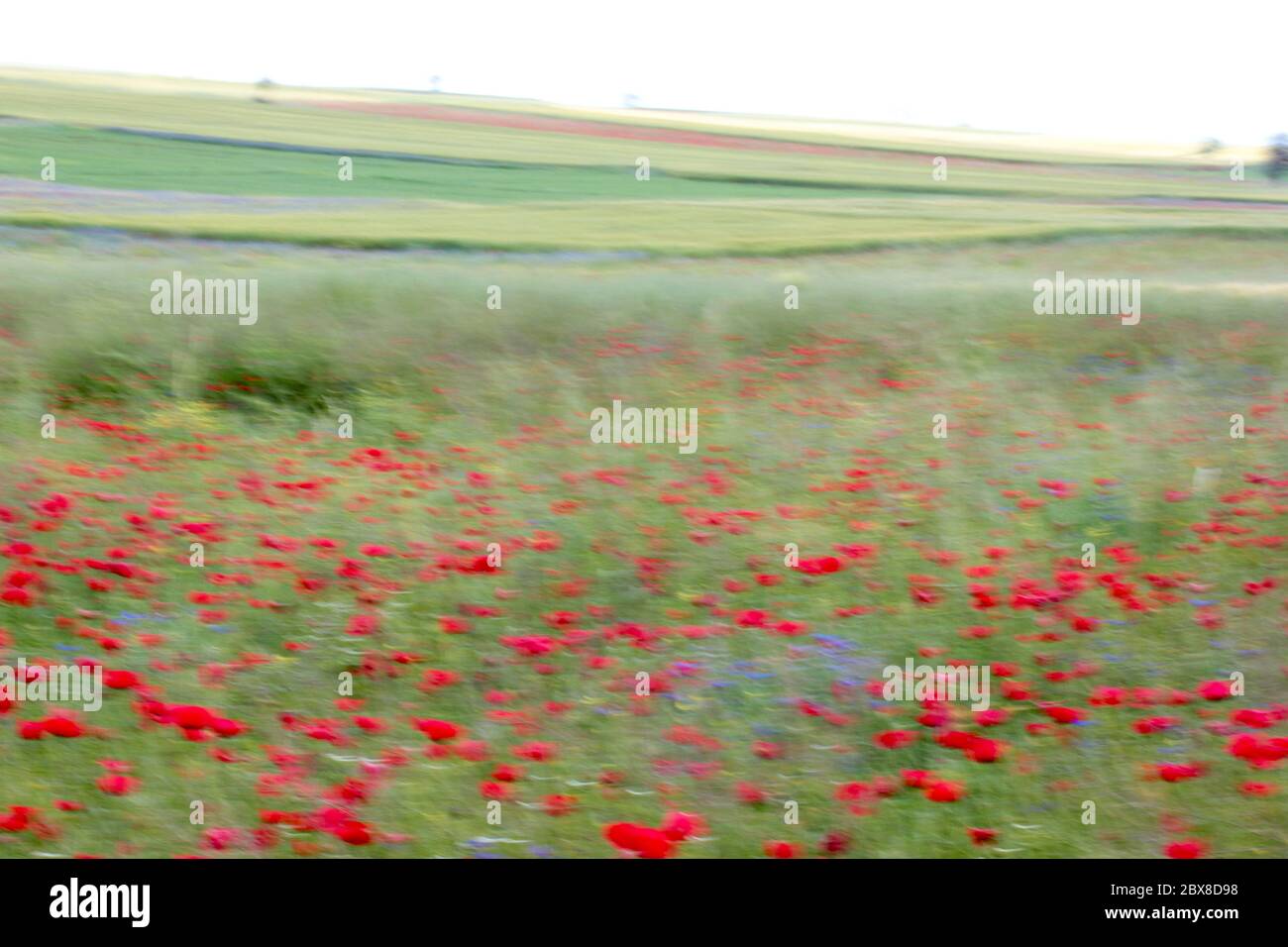 Flowering landscape in spring. Beautiful nature Stock Photo - Alamy