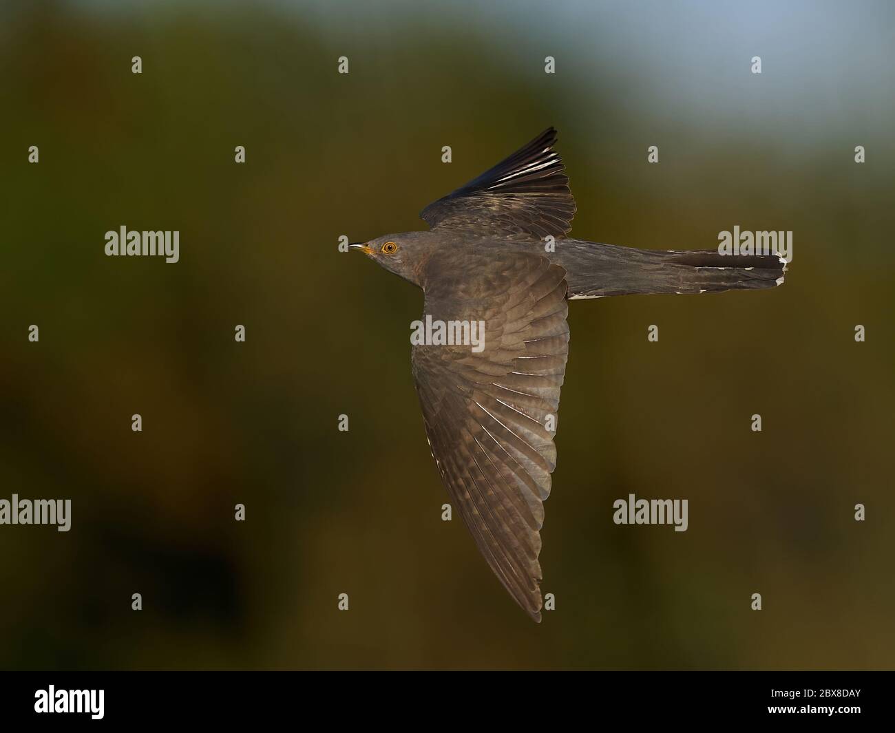 Cuckoo in flight hi-res stock photography and images - Alamy