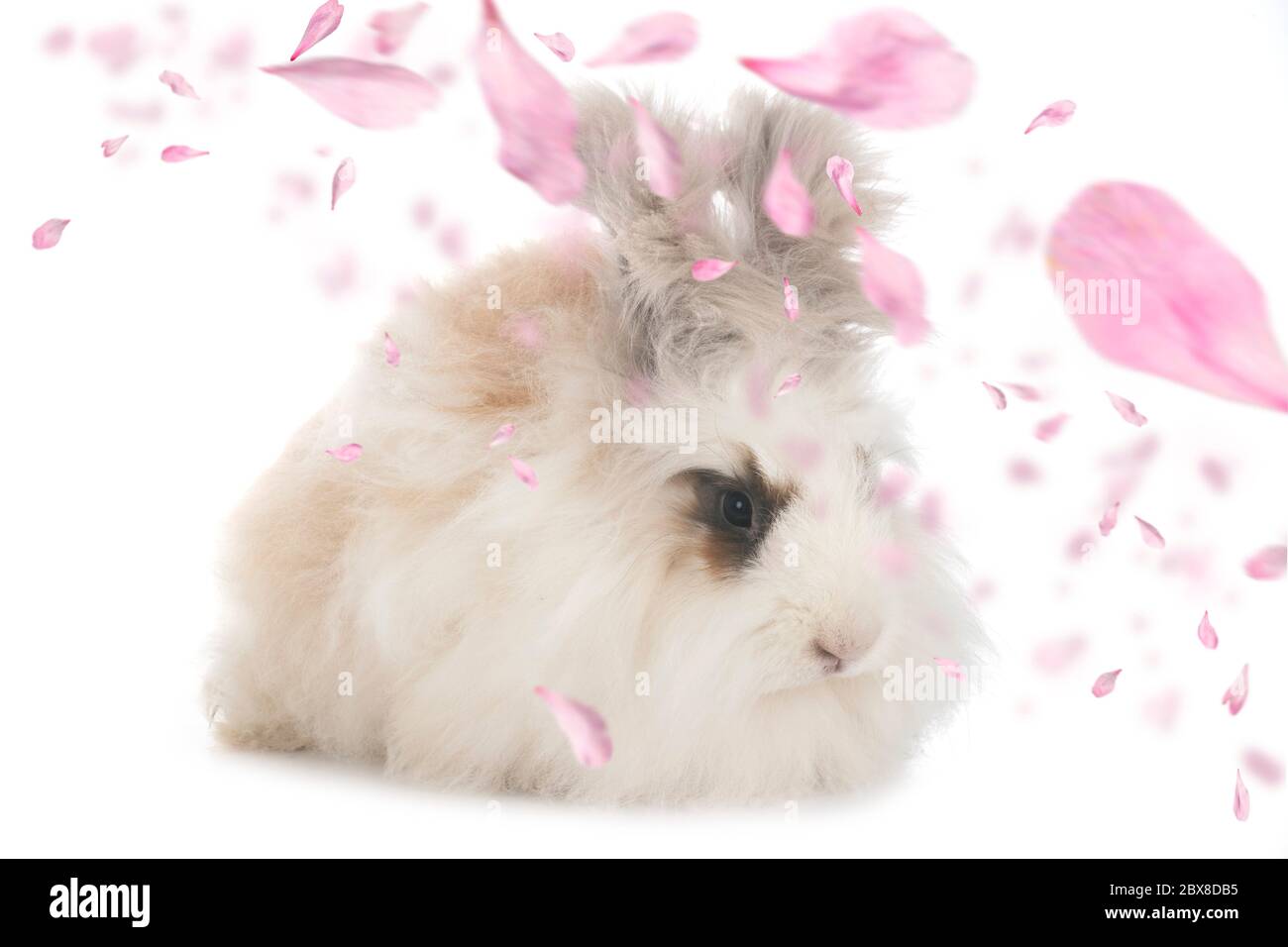English Angora in front of white background Stock Photo - Alamy