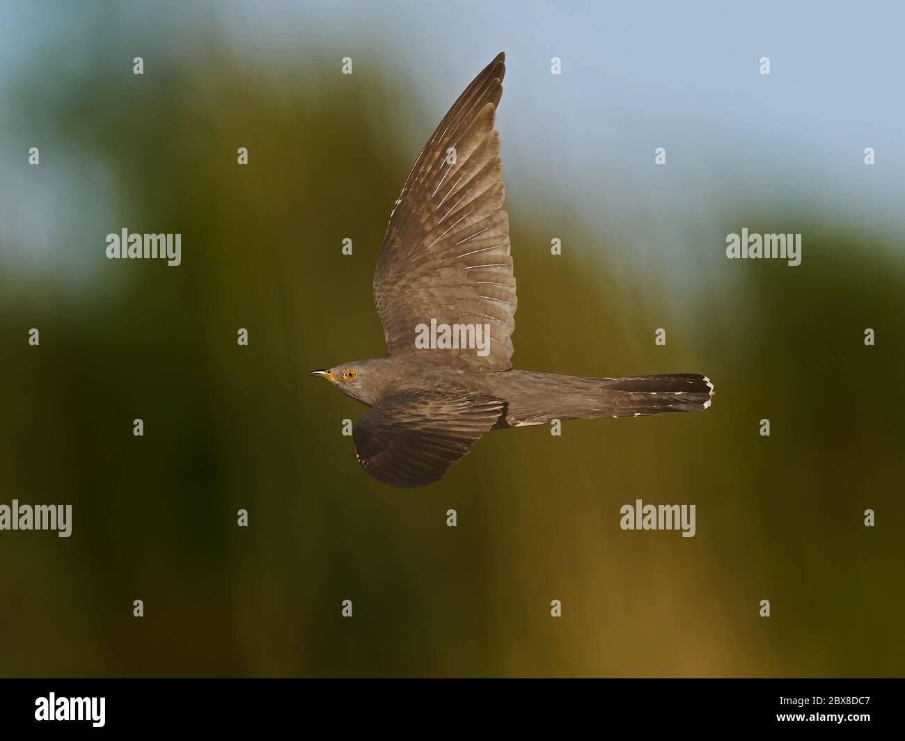 Common cuckoo in flight in its natural enviroment Stock Photo - Alamy