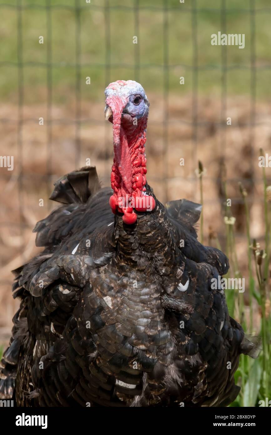 Black Spanish of Norfolk Black turkey. Black a turkey bird stands on ...