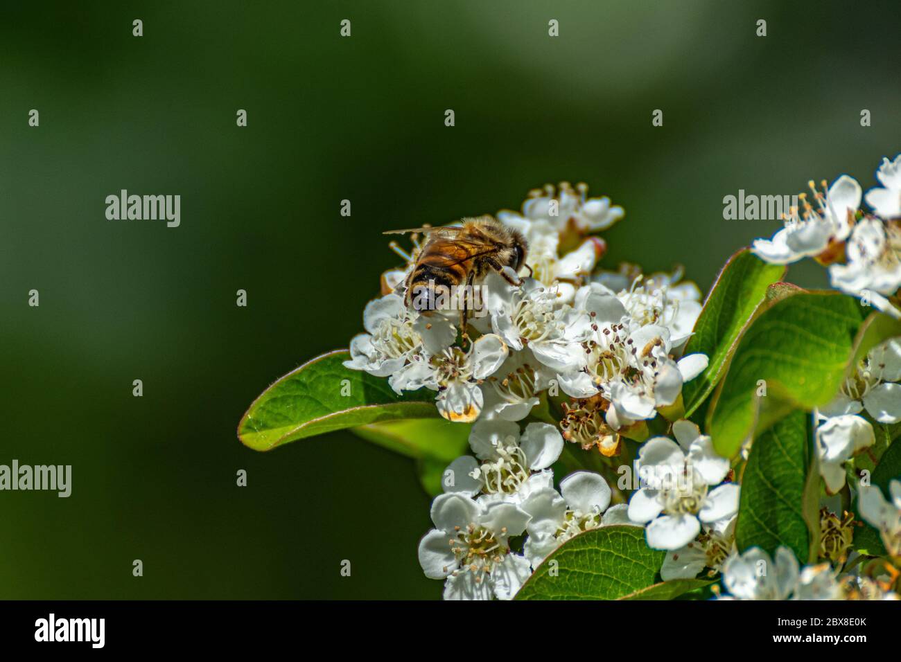 A bee pollinates white flowers. A honey bee collecting pollen from a ...
