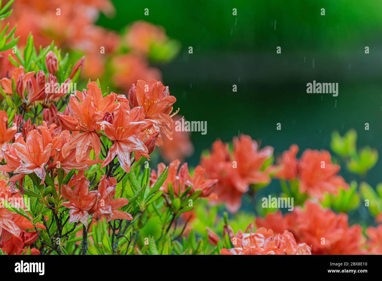 Orange rhododendron close up, lush bloom in the garden of rhododendrons ...