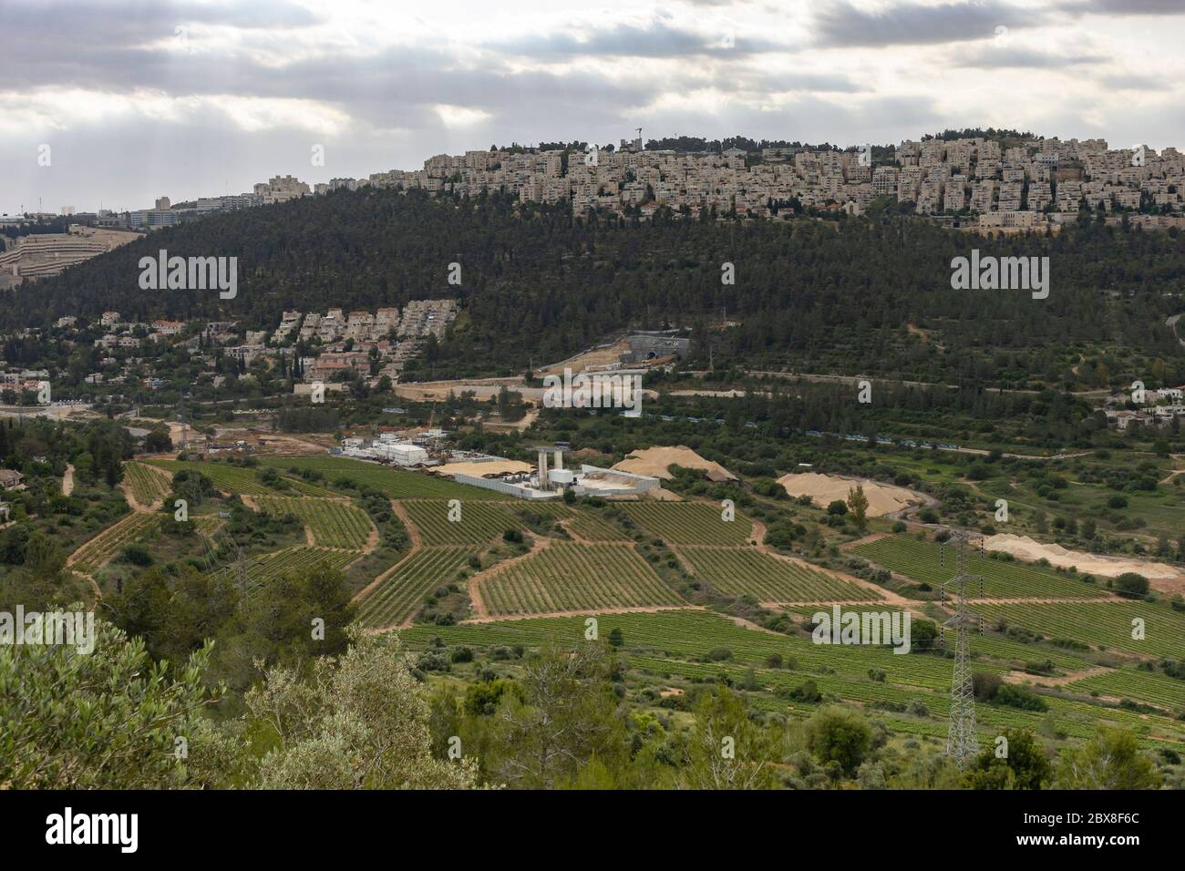 Vineyards and olive groves in a valley north of Jerusalem, Israel, with ...