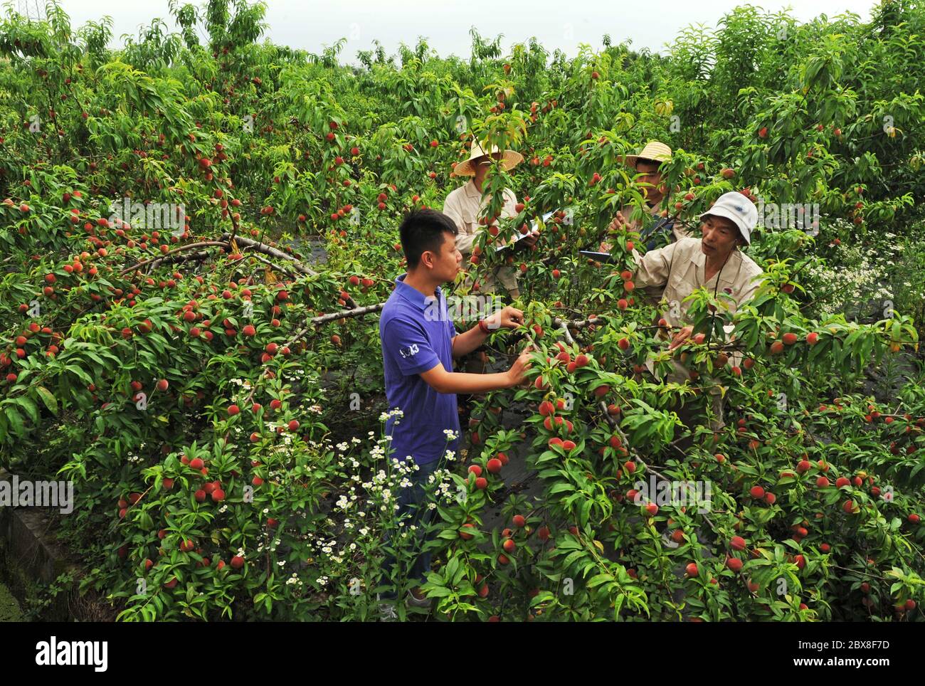 Jin lin hi-res stock photography and images - Alamy
