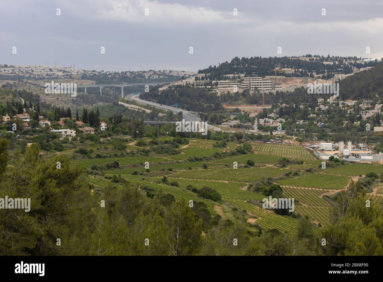 Vineyards and olive groves in a valley north of Jerusalem, Israel, with ...