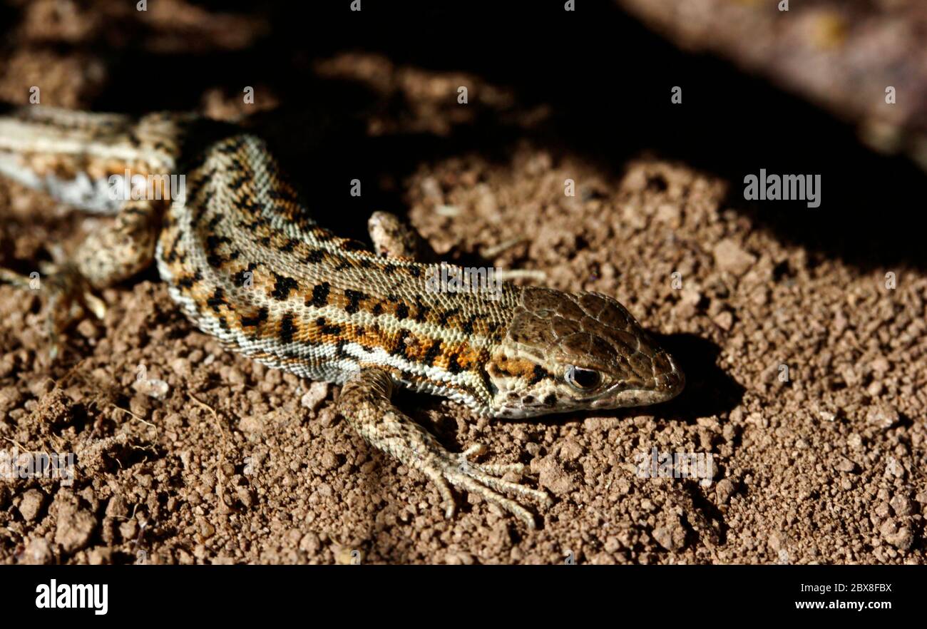 cute lizard in nature close-up Stock Photo - Alamy