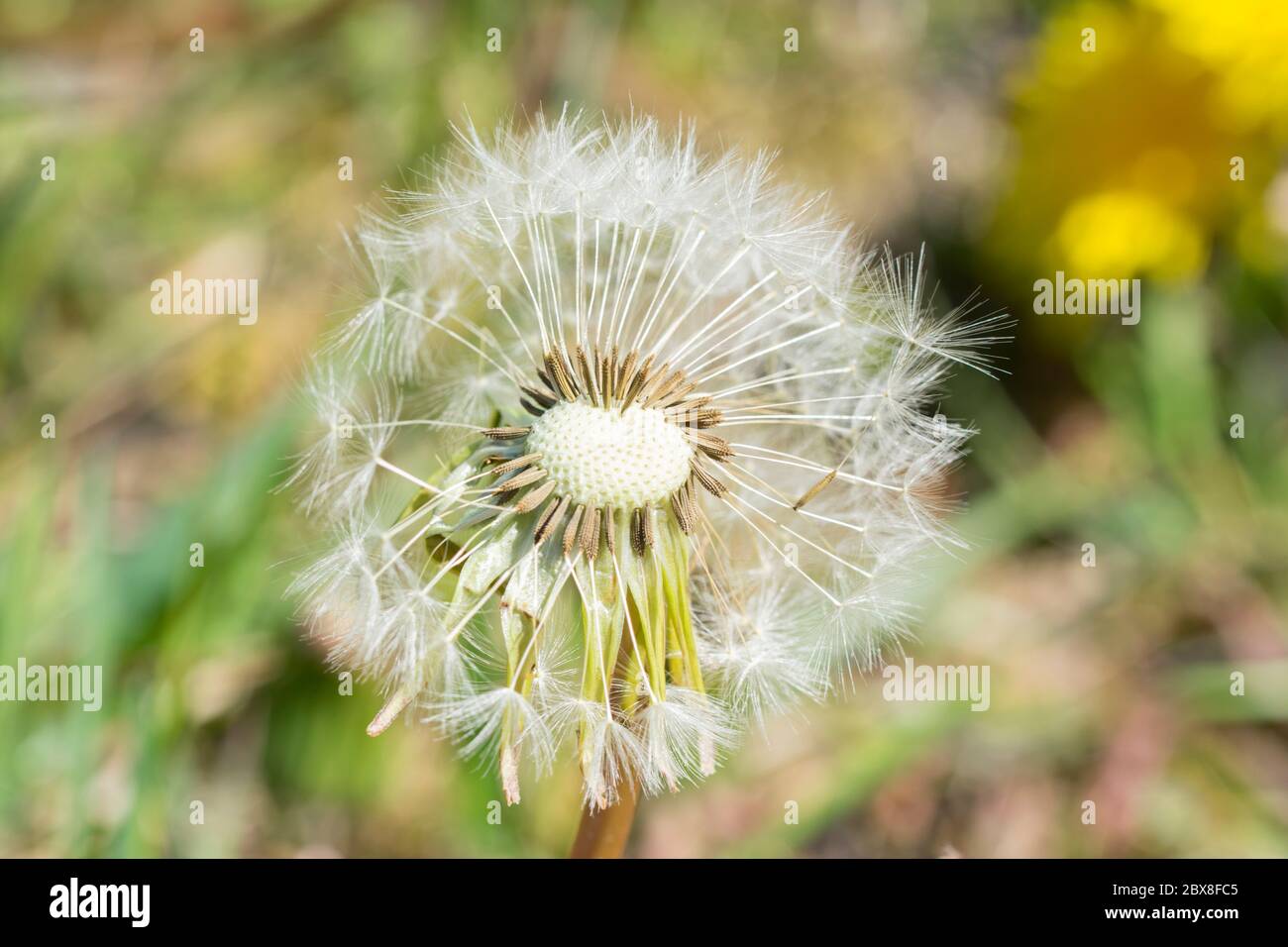 Fluff seeds hi-res stock photography and images - Alamy