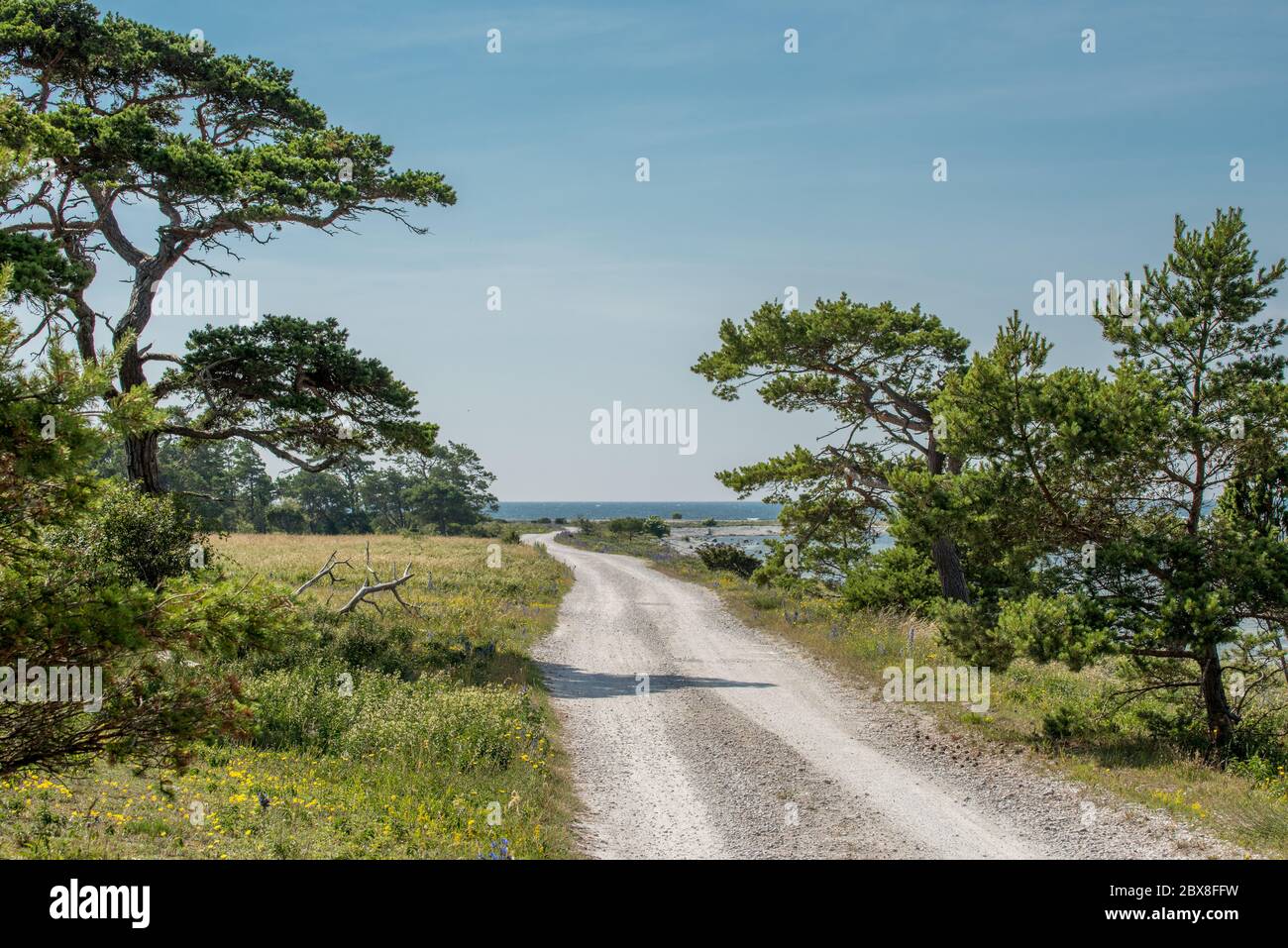 Typical barren limestone landscape on Baltic sea island Fårö in Gotland ...