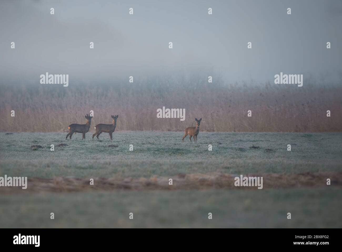 European Roe Deer - Capreolus capreolus, common deer from European ...