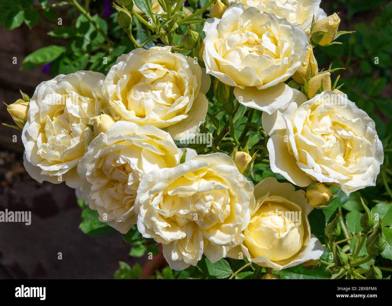 Unfurled rose hi-res stock photography and images - Alamy