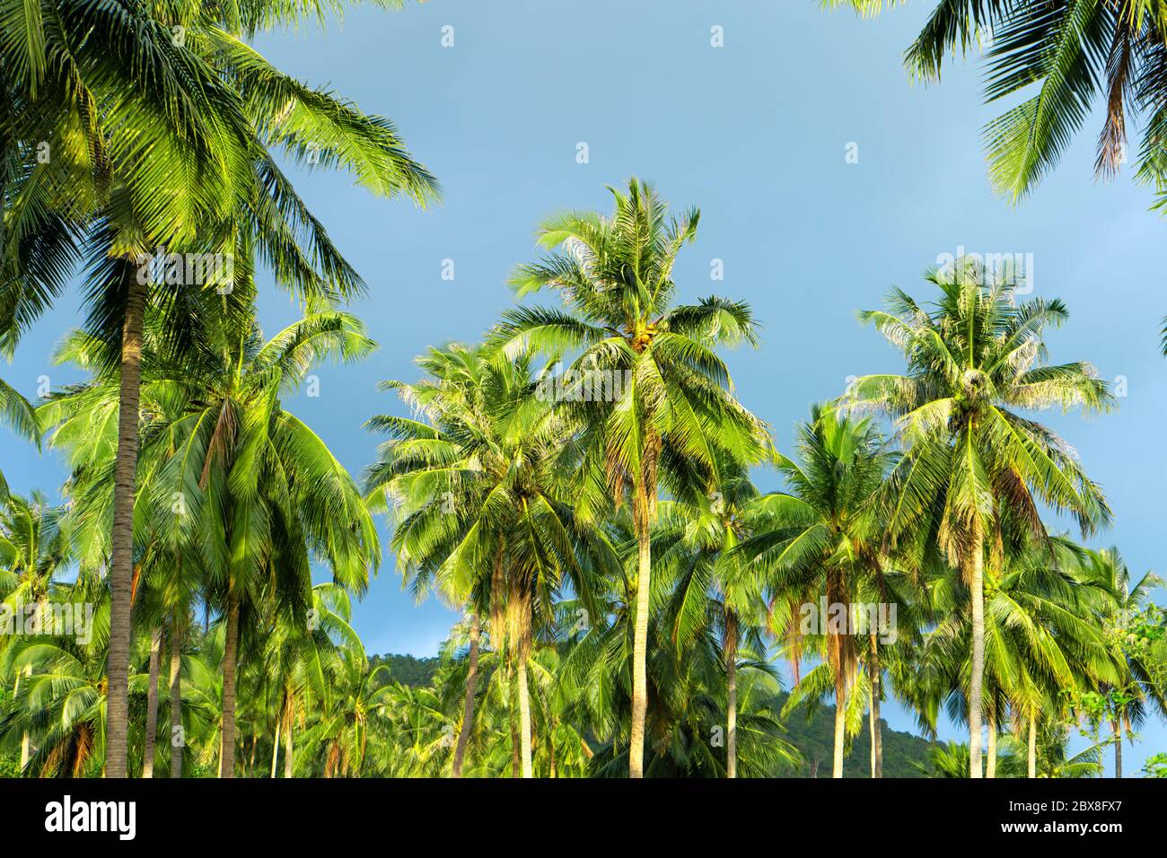 palm grove. Palm trees in the tropical jungle. Symbol of the tropics ...