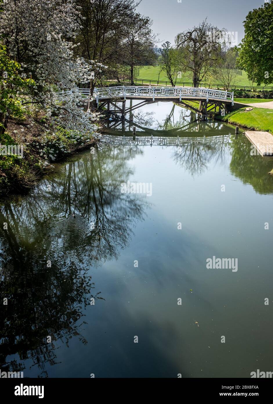 River Cherwell Oxford in spring time with blossom and smooth water ...
