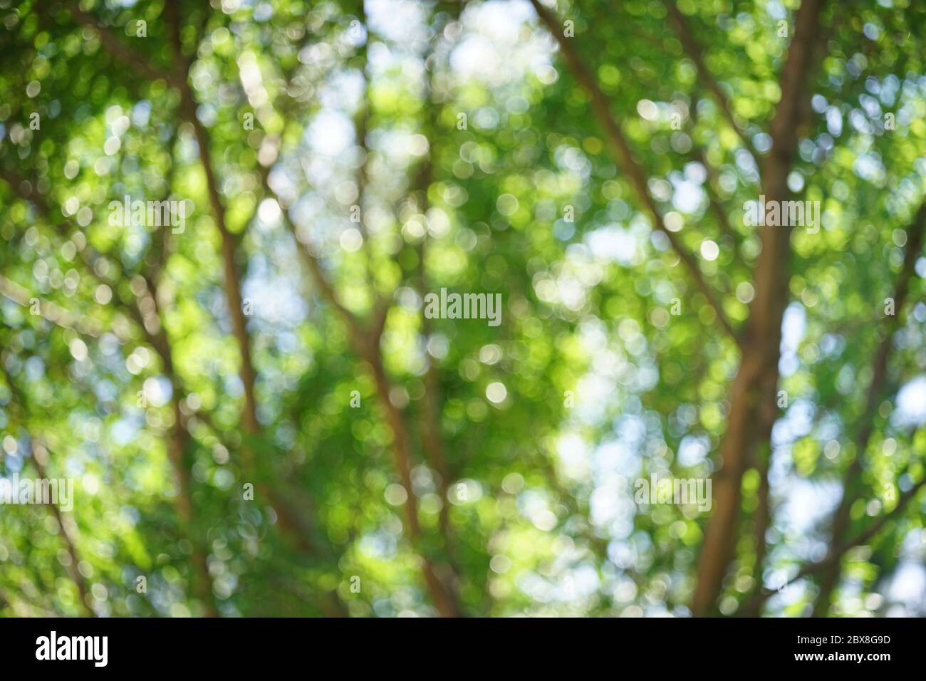 Blurred tree branches with green foliage in a sunny garden bokeh Stock ...