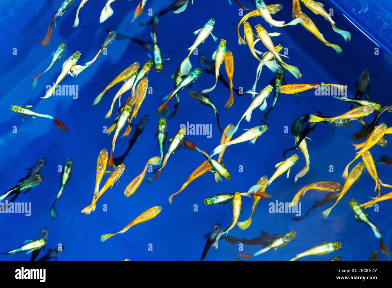 Colored tropical fish in a decorative pond. Orange decorative fish on a ...