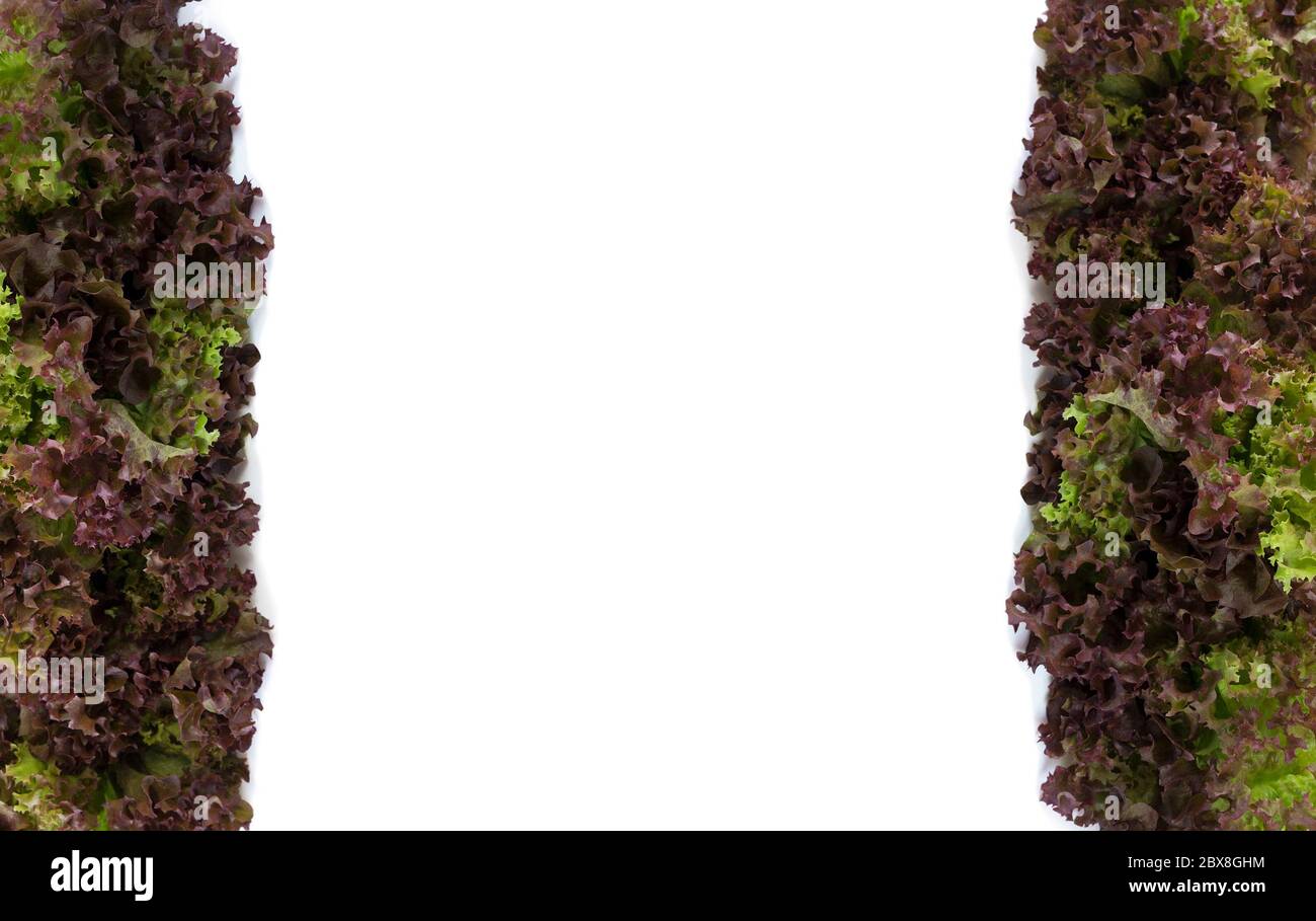 Top view. Lettuce at border of image with copy space for text. Red ...