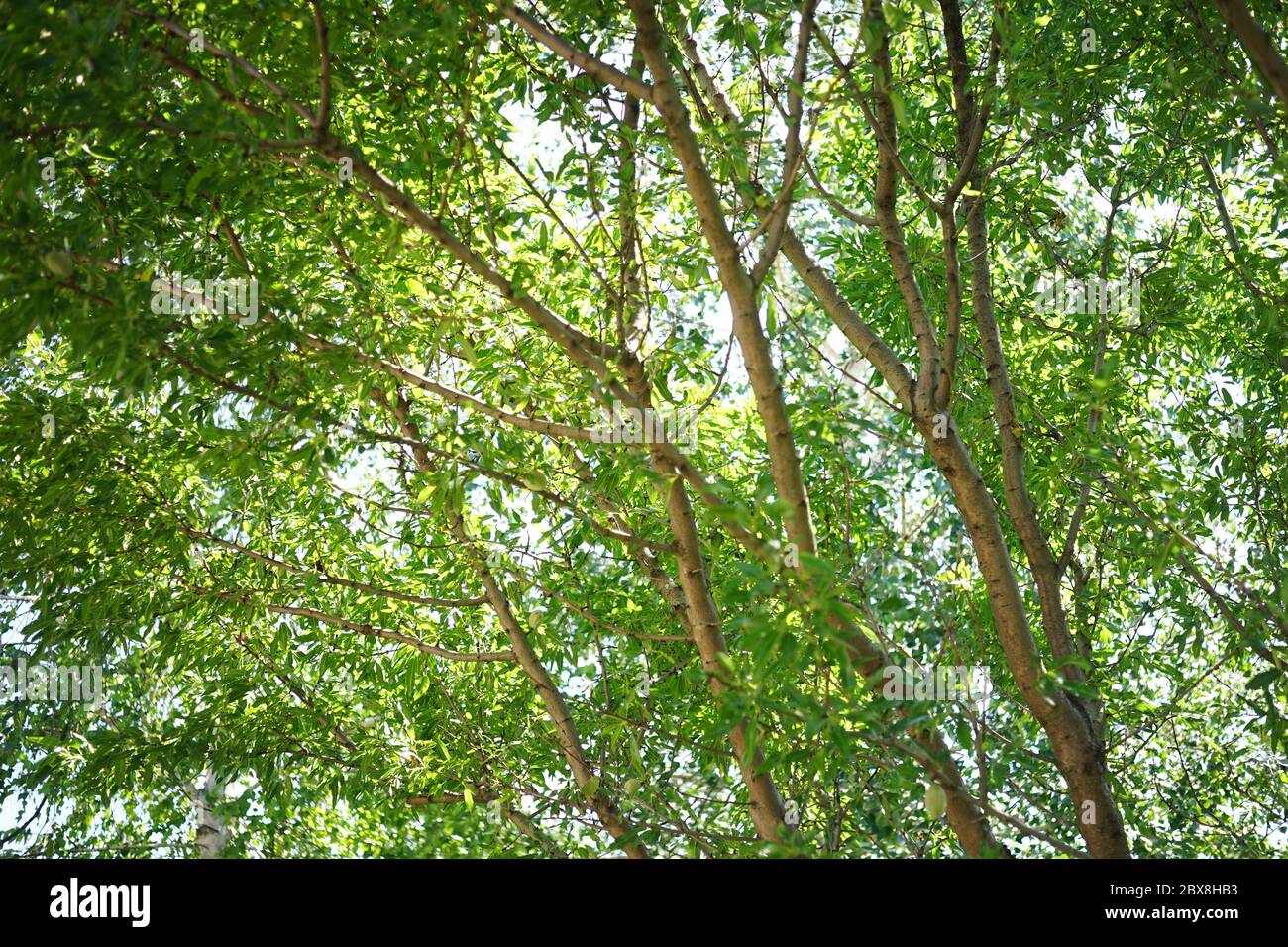 Almond tree branches with green foliage in a sunny garden Stock Photo ...