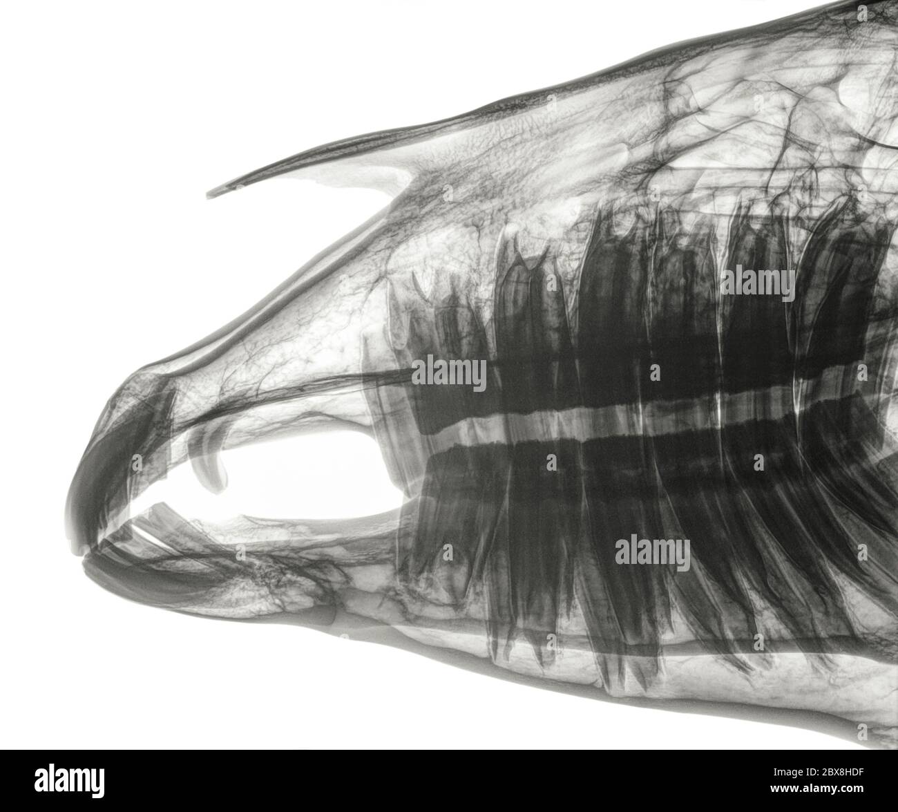 X-ray of the skull of a horse, side view. Upper jaw (maxilla) and ...