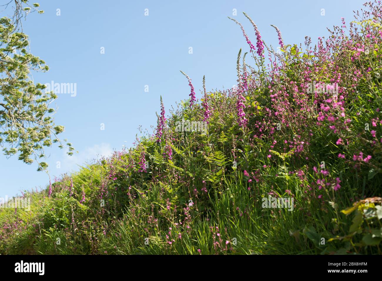 Devon hedge bank with profusion of pink flowers of Red Campion () and ...