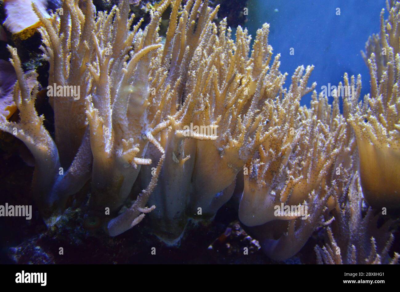 Berliner aquarium hi-res stock photography and images - Alamy