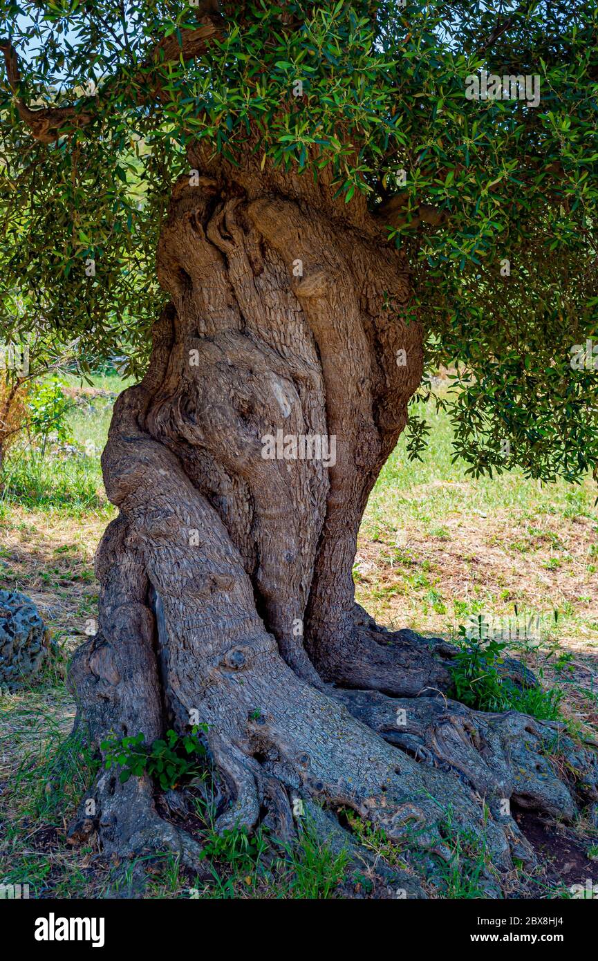 Trunk of old olive trees Stock Photo - Alamy